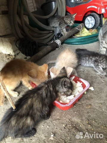 Котята в добрые руки