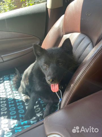 Нашлась собачка