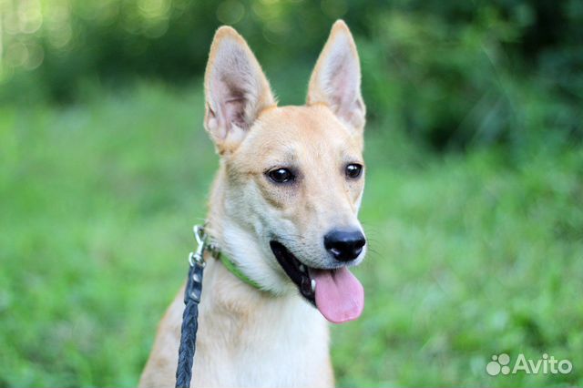 Собака в добрые руки