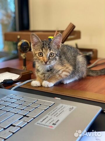 Спасите котенка Кошечка в добрые руки