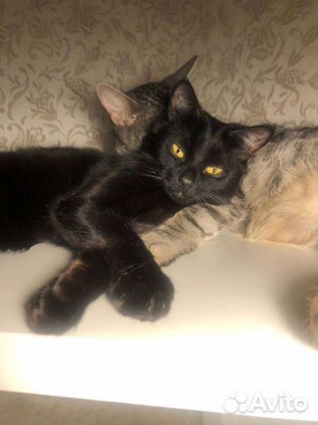 Отдам кошечку в добрые руки