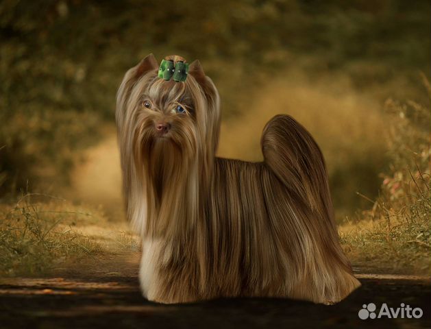 Вязка. Шоко мрамор голубоглазый красавчик