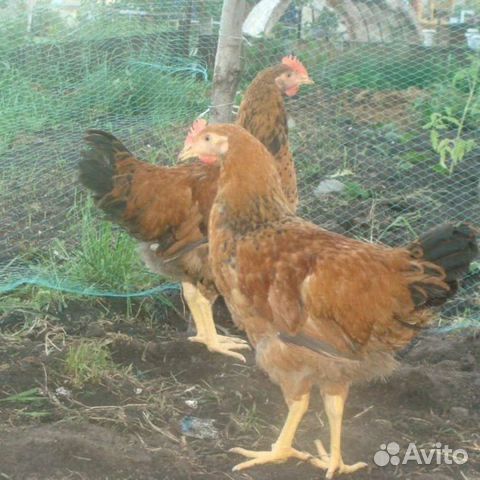 Молодые петушки Кучинской Юбилейной