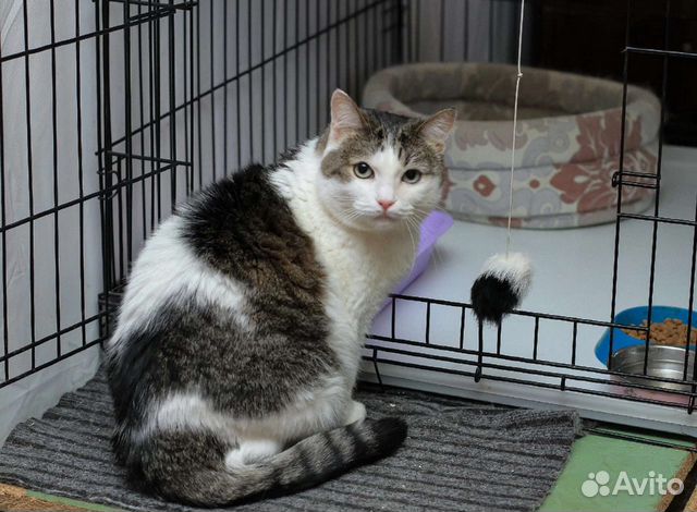 Кошка Пышечка очень нужен дом