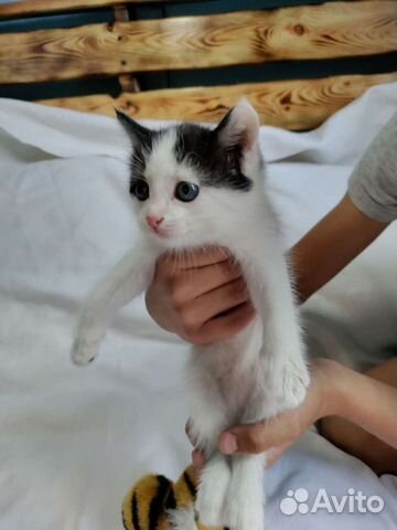 Котик в добрые руки