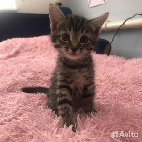 Кошка с котятами