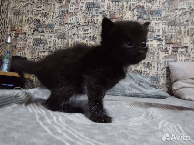 Котенок девочка европейская