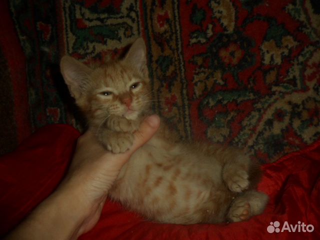 Котенок, девочка, ждет семью