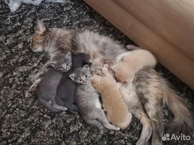 Котята сибирской кошки