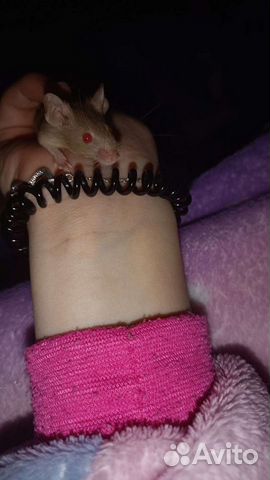 Мышь декоративная