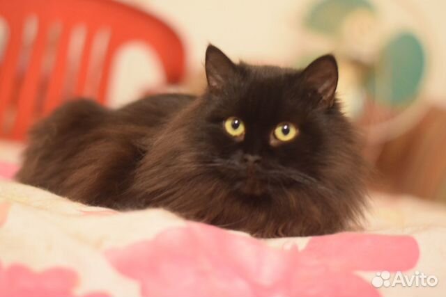Котик из сказки