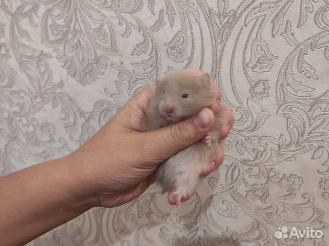 Сирийский хомяк девочка