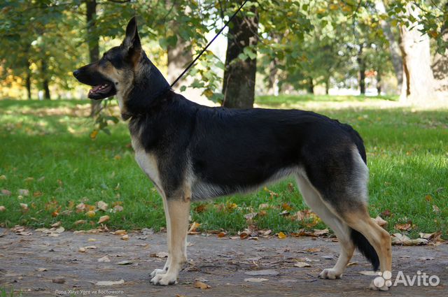 Восточноевропейская овчарка щенки