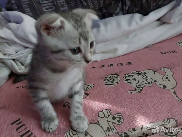 Шотландские вислоухие котята