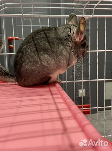 Шиншилла стандартная серая