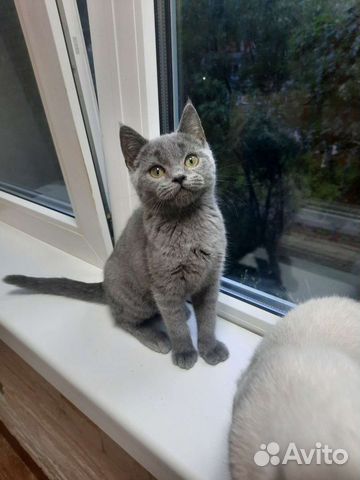 Шотландский голубой мальчик