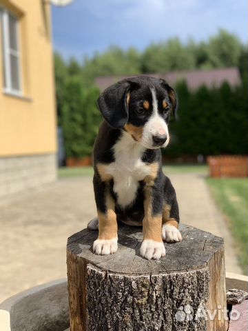 Энтлебухер зенненхунд с шоу потенциалом