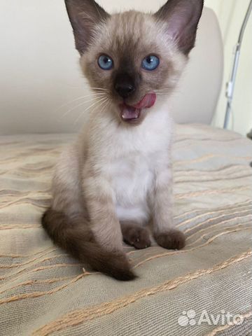 Тайская кошка