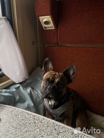 Вязка Французский бульдог