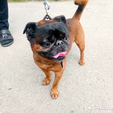 При брабансон вязка