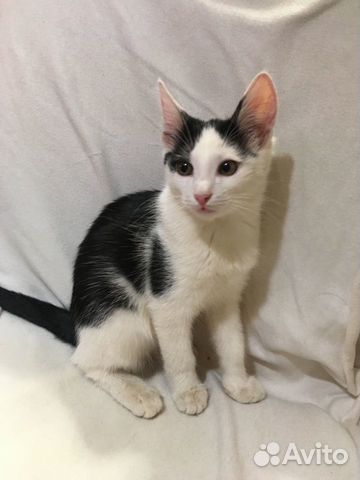 Котёнок