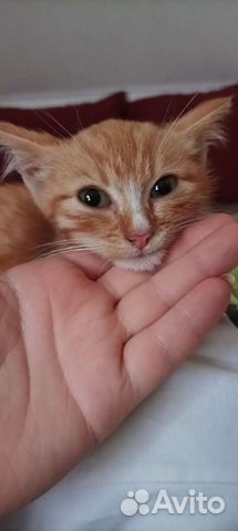 Котенок в добрые руки