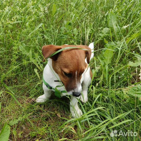 Джек рассел терьер мальчик 5 мес