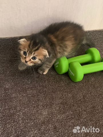 Вислоухие котята