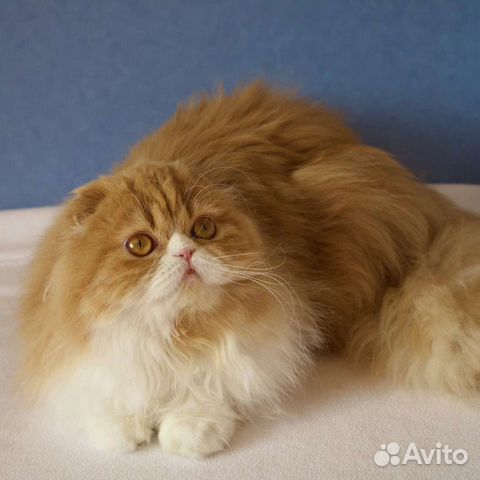 Шотландские. Лялька. Вислоухая красотка