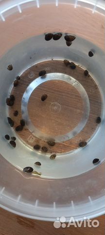 Теодоктусы улитки растения