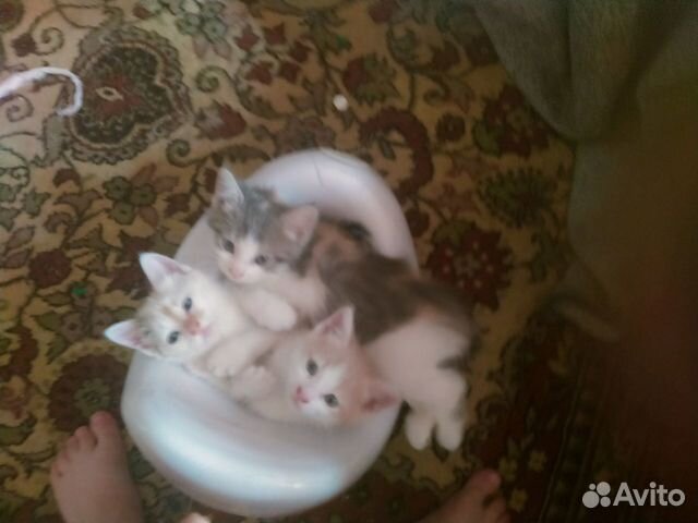 Котята трёх шорстные