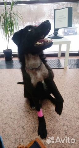 Собака в добрые руки