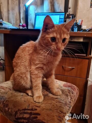 Сочная апельсинка