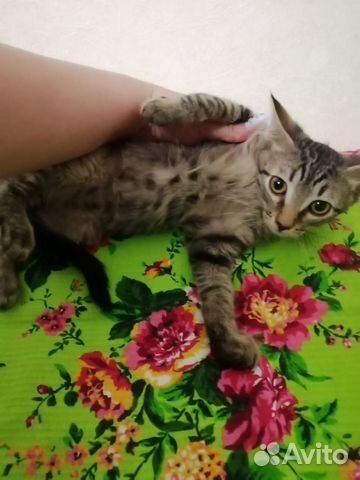 Котенок с большими ушками как сфинкс