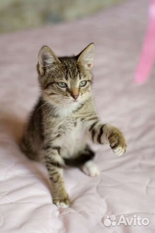 Котёнок, мальчик 2 месяца