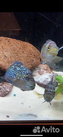 Цихлида пчелка