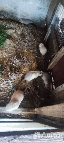 Семья нутрий