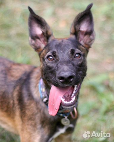 Савелий, метис малинуа ищет хозяина