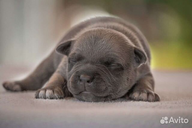 Американский булли. Бронь