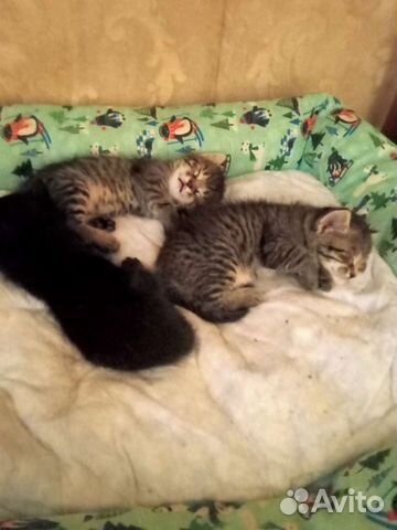 Котята в добрые руки бесплатно