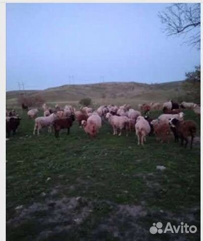 Молодые бараны