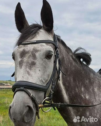 Продажа лошадей