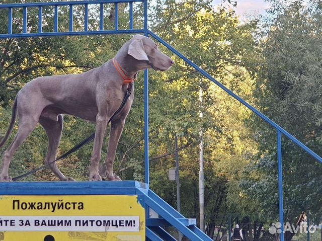Веймаранер вязка кобель