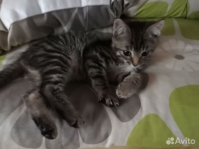 Котёнок