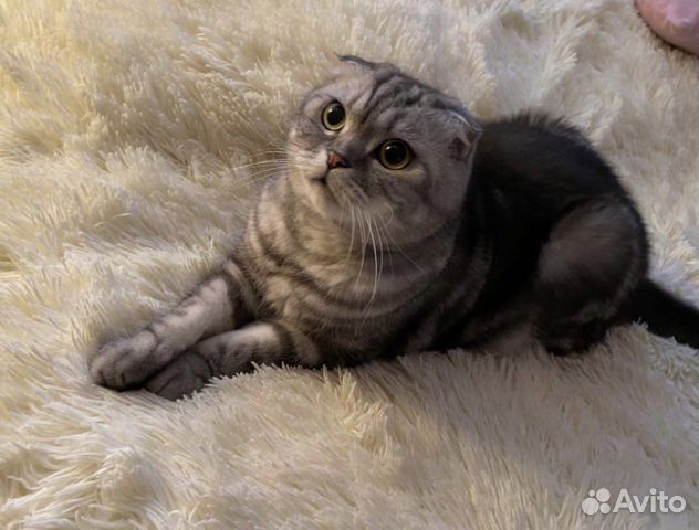 Кот породы шотландский вислоухий