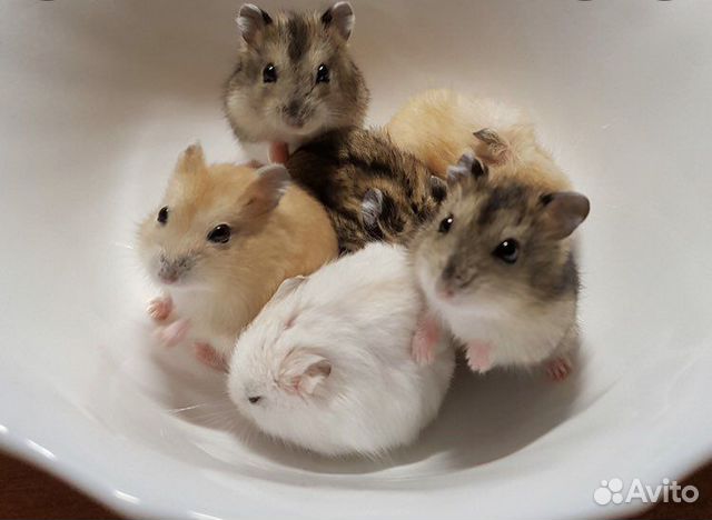 Хомяки джунгарики