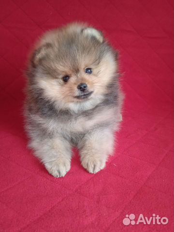 Щенок Померанского шпица мальчик РКФ