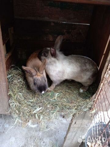 Декоративные кролики