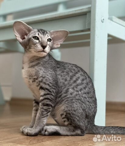 Ориентальный котенок