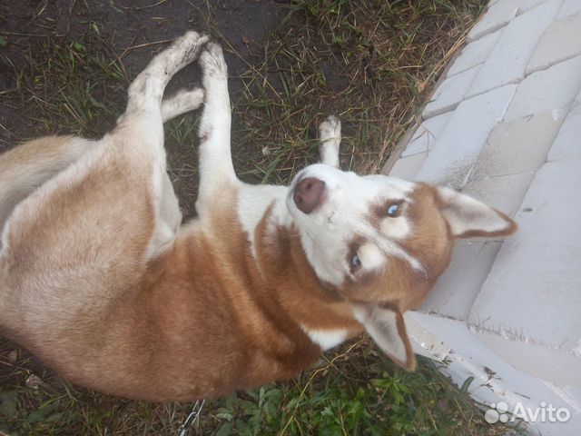 Сибирский хаски (Рыжий, голубоглазый) Бесплатно